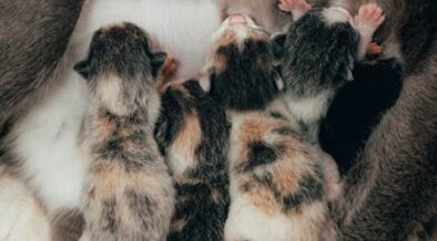 Feeding guide for underweight cats - Vet Pedia
