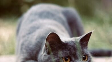 Cat swollen face common causes and urgent situations - Vet Pedia