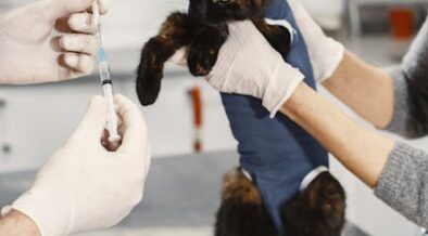 FVRCP vaccine overview for cat owners explained clearly - Vet Pedia