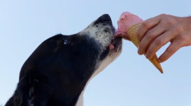 Dog drooling licking lips refusing food nausea signs - Vet Pedia